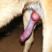 My Dog Licking Me And My Cum Heavy Moaning Zoo Tube 1