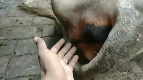 Cow Pussi Fingerings