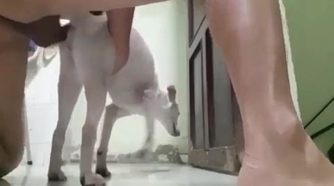 Andrewlocsin Fuck Small Dog By Andrewlocsin