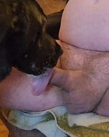 My dog loves my cock licking and chewing for Cum / Zoo Tube 1