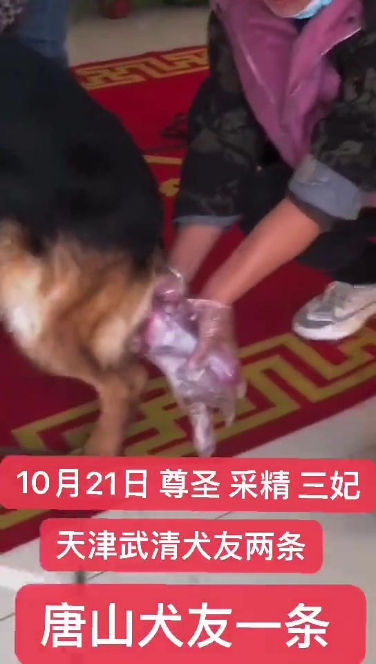 Chinese Gsd Semen Collection 2
