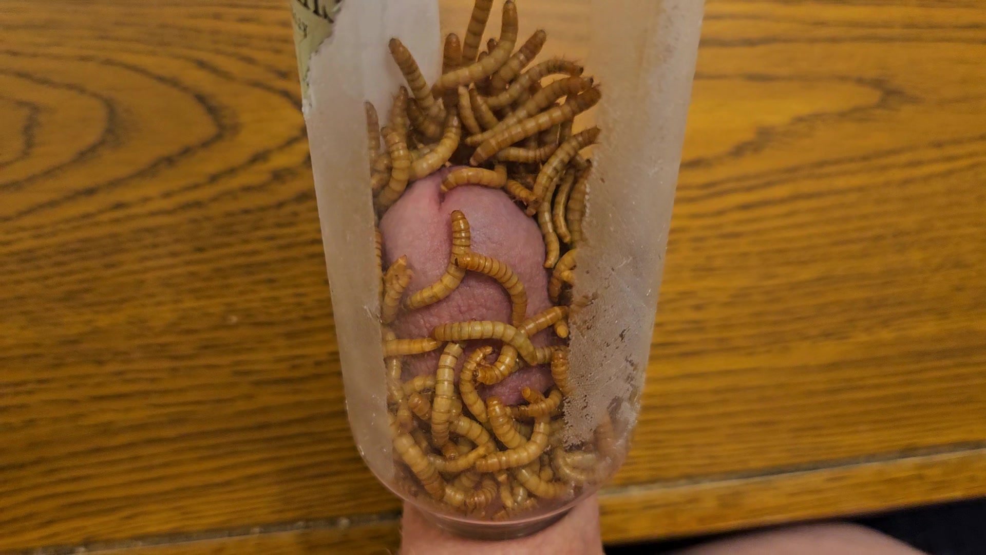 Dude Cannot Wait To Feel Those Maggots On His Cock