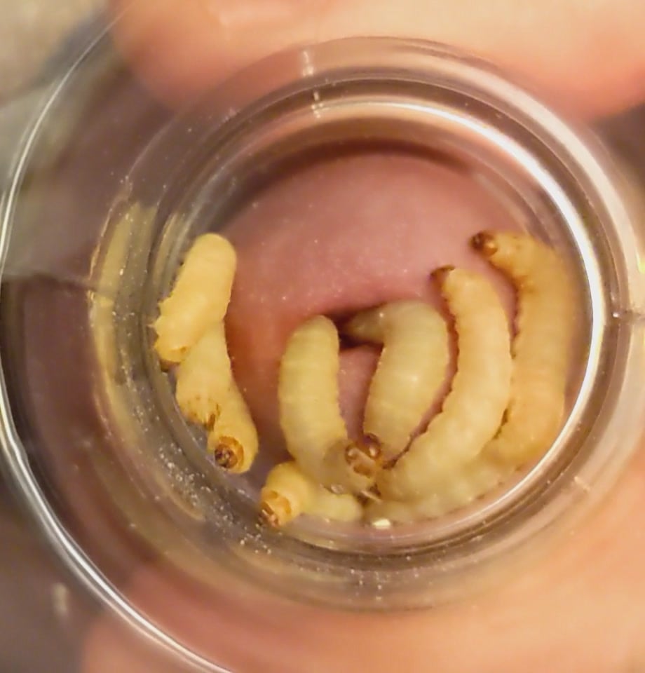 Tiny Fucking Maggots Sliding Right Inside The Cock