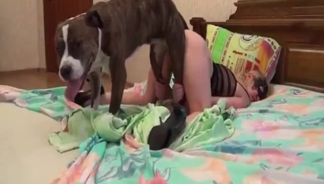 Sweet zoophile pussy getting fucked by a brown dog