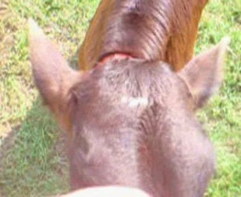 Chubby dude lets this animal deepthroat his cock