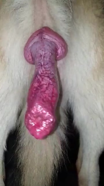 Shepherd Cock Zoo Tube 1